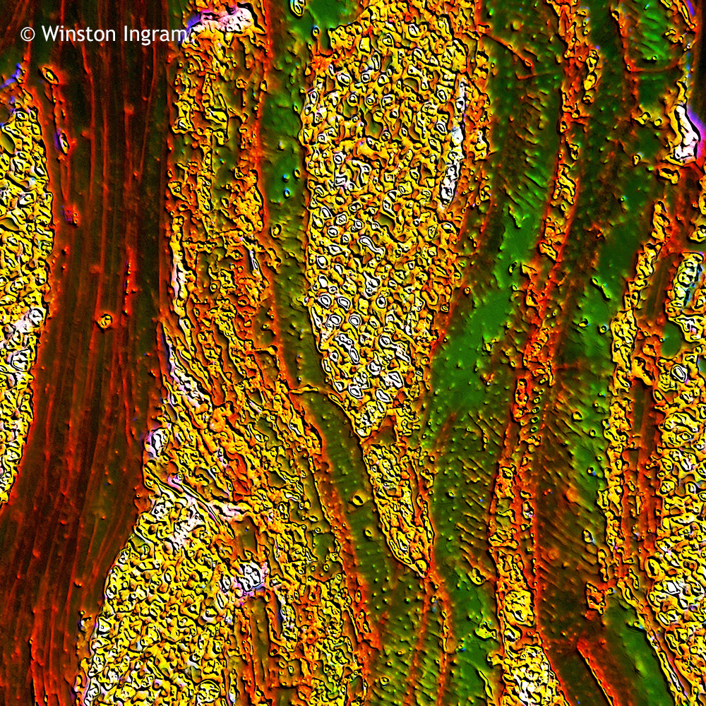 Microscopy Wood | Microbus Microscope Educational Website