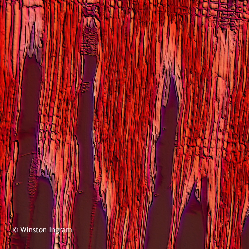 Microscopy Wood | Microbus Microscope Educational Website