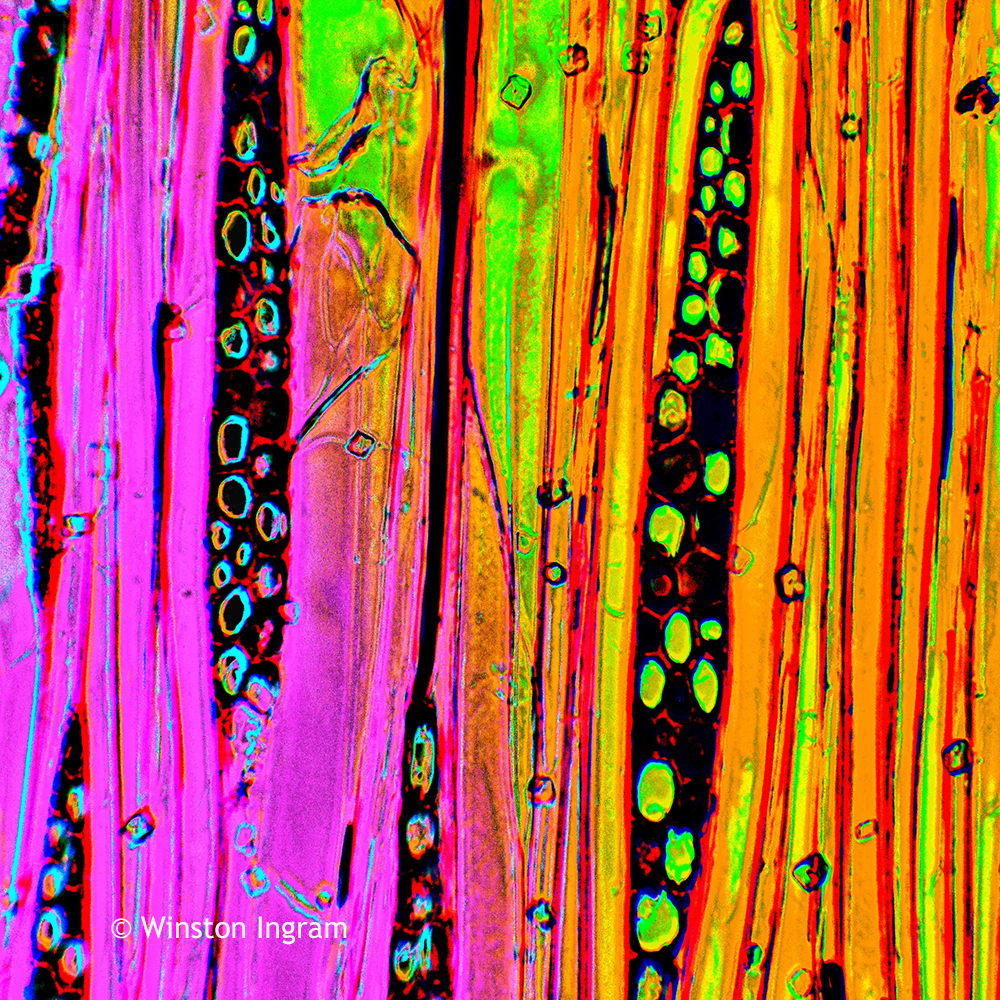 Microscopy Wood | Microbus Microscope Educational Website