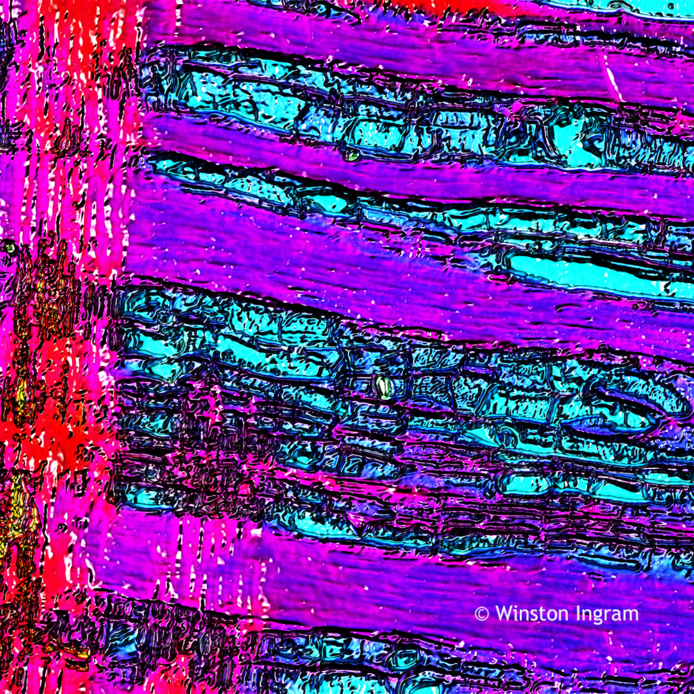 Microscopy Wood | Microbus Microscope Educational Website