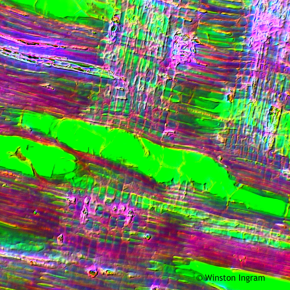 Microscopy Wood | Microbus Microscope Educational Website