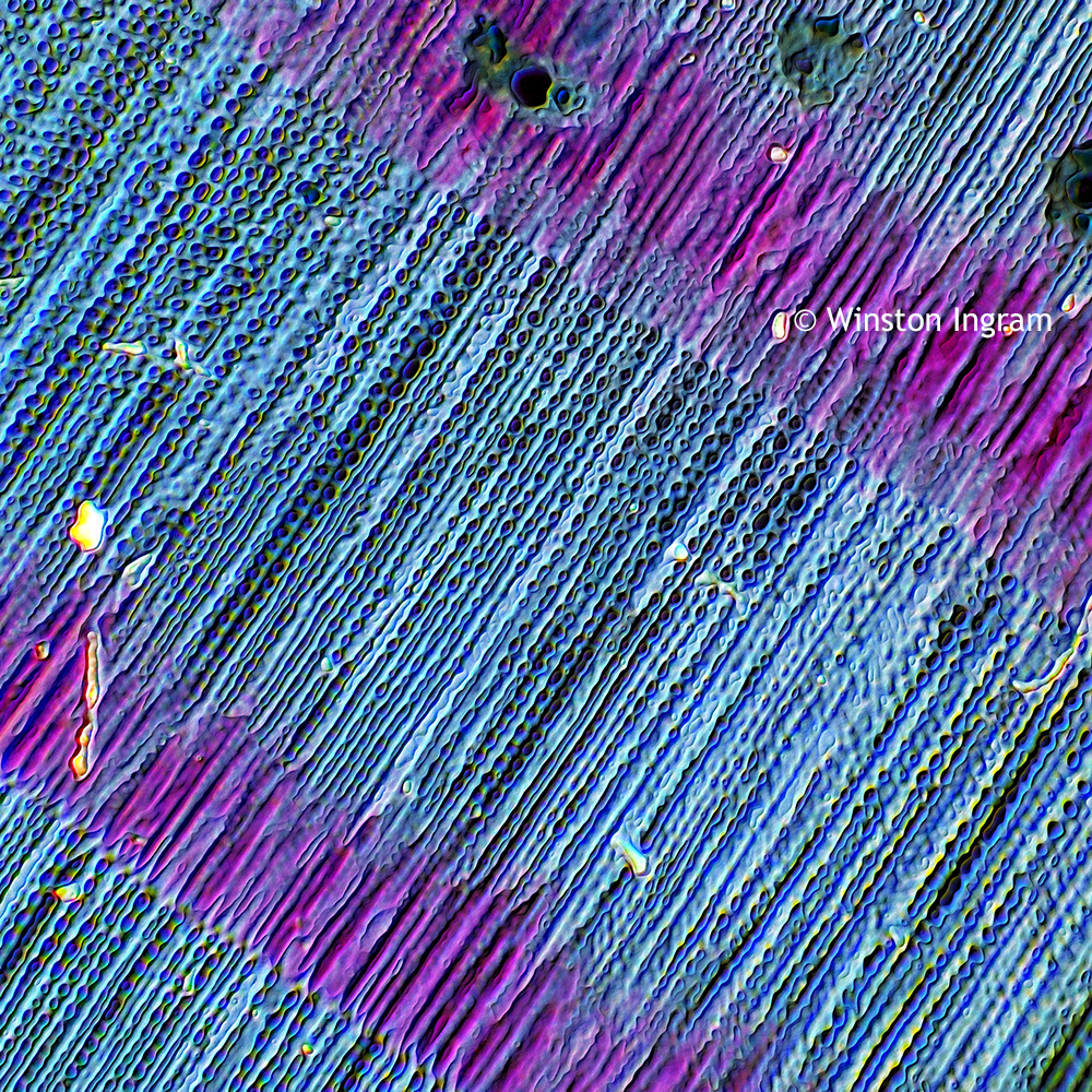 Microscopy Wood | Microbus Microscope Educational Website