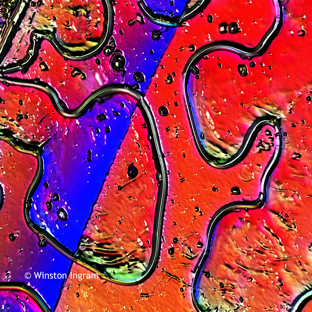 Microscopy Wood | Microbus Microscope Educational Website