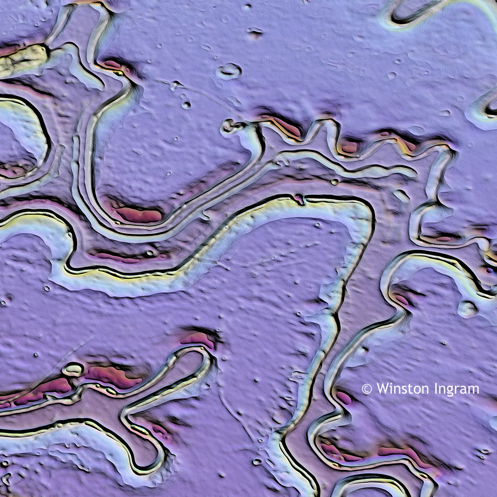 Microscopy Wood | Microbus Microscope Educational Website