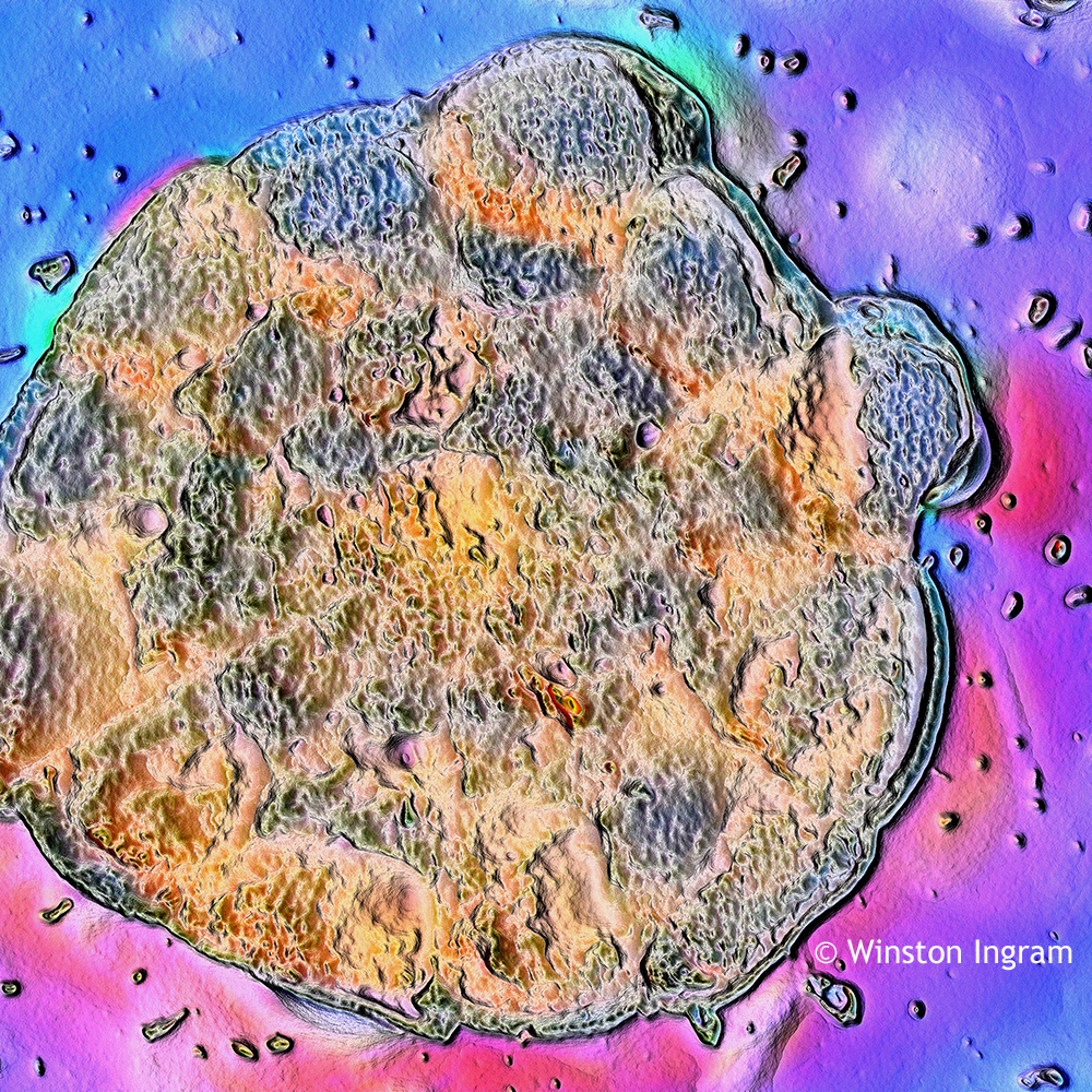 Microscopy Foraminifera | Microbus Microscope Educational Website