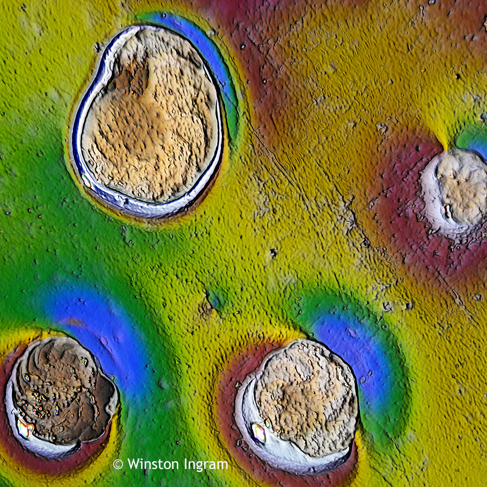 Microscopy Foraminifera | Microbus Microscope Educational Website