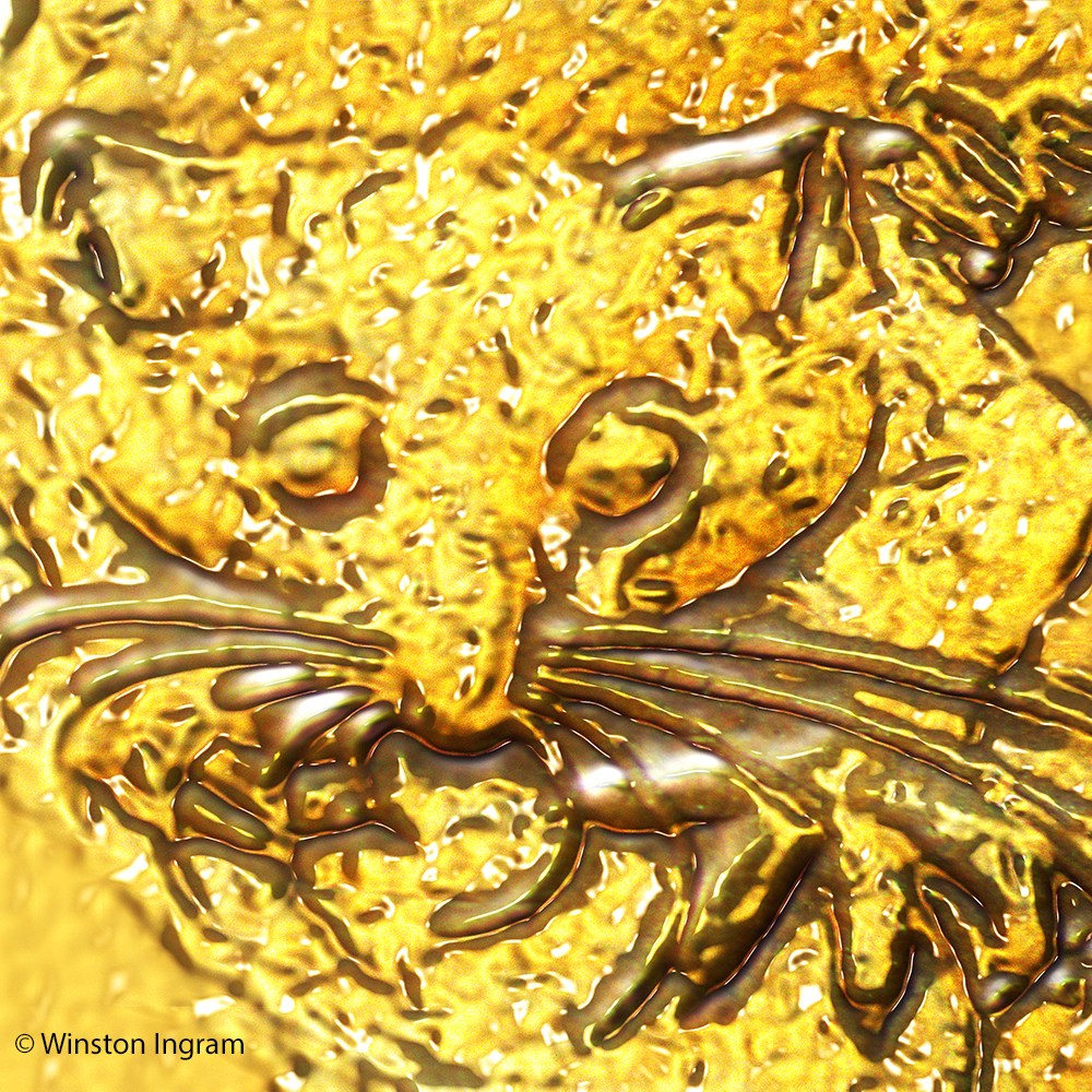 Coins | Microbus Microscope Educational Website