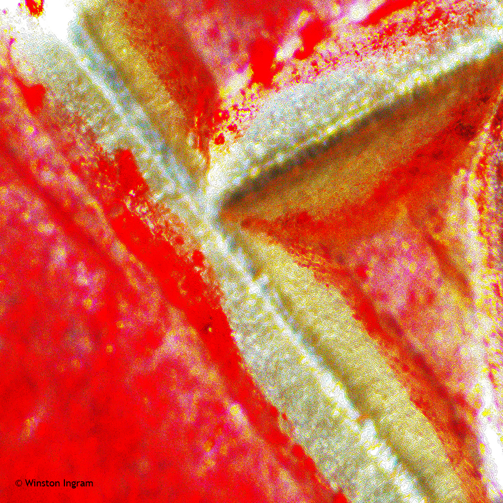 Metals | Microbus Microscope Educational Website