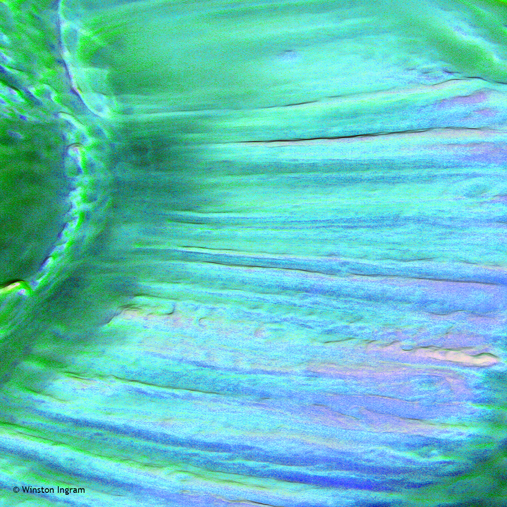 Metals | Microbus Microscope Educational Website