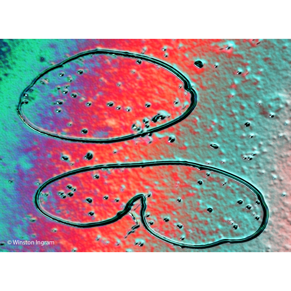 Water under the Microscope | Microbus Microscope Educational Website