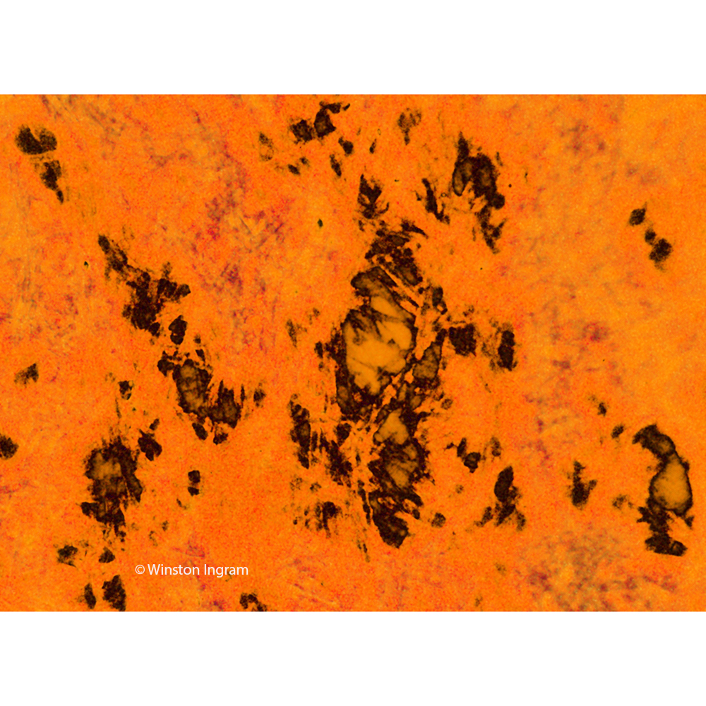 Water under the Microscope | Microbus Microscope Educational Website