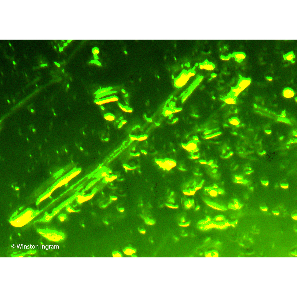 Water under the Microscope | Microbus Microscope Educational Website