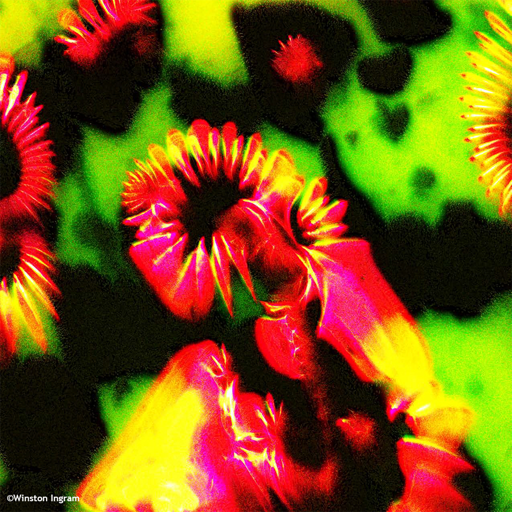 Tea | Microbus Microscope Educational Website