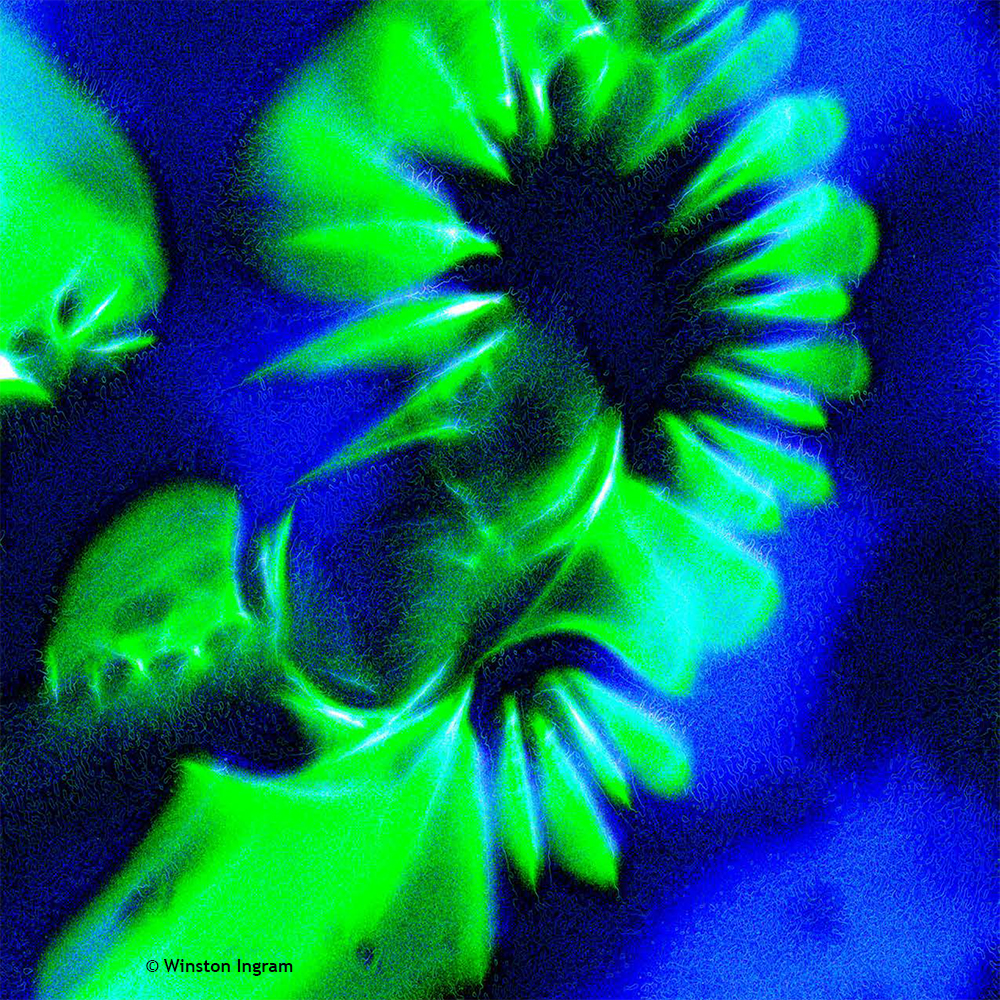 Tea | Microbus Microscope Educational Website