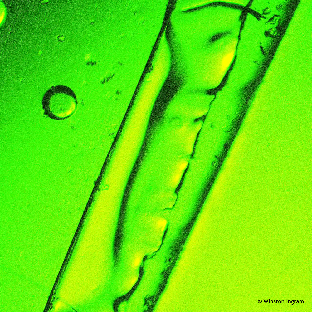 Tea | Microbus Microscope Educational Website