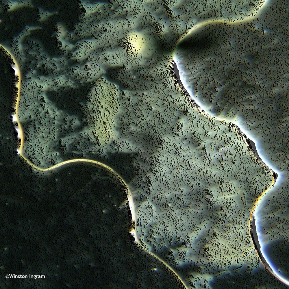 Spices | Microbus Microscope Educational Website