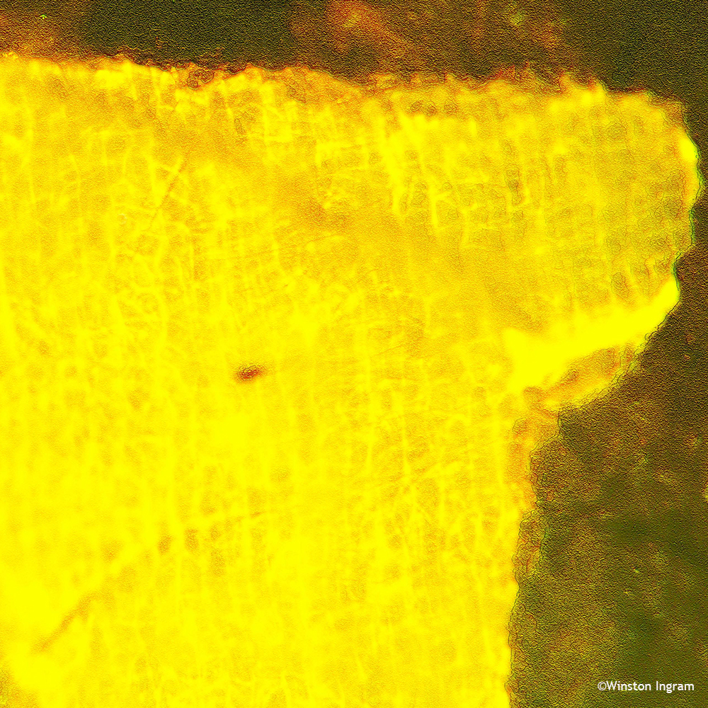 Spices | Microbus Microscope Educational Website