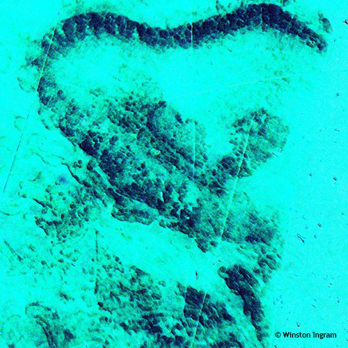 Coal | Microbus Microscope Educational Website