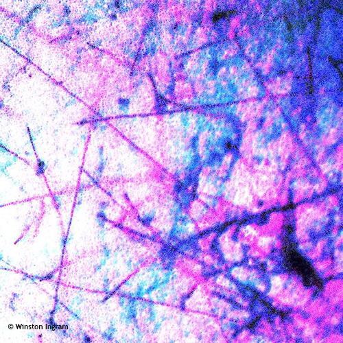 Seashells | Microbus Microscope Educational Website