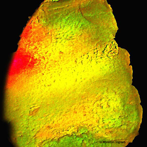 Seashells | Microbus Microscope Educational Website
