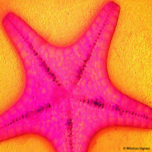 Seashells | Microbus Microscope Educational Website