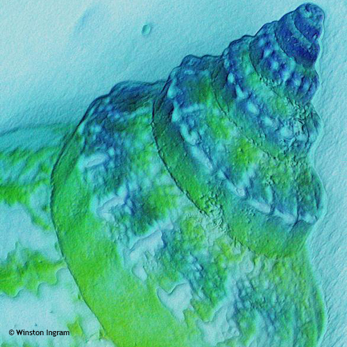 Seashells | Microbus Microscope Educational Website