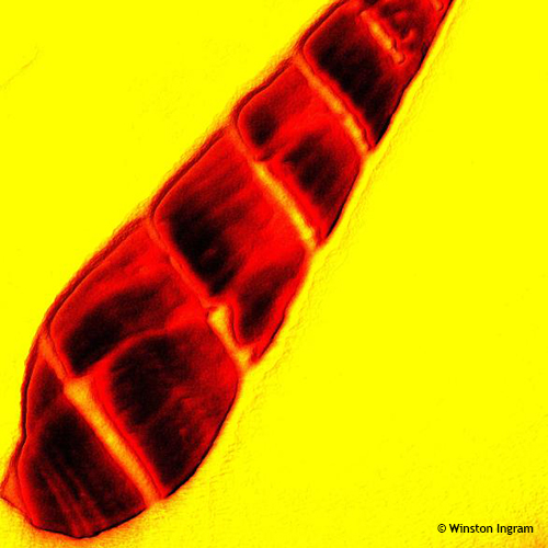 Seashells | Microbus Microscope Educational Website