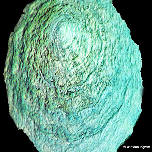 Seashells | Microbus Microscope Educational Website