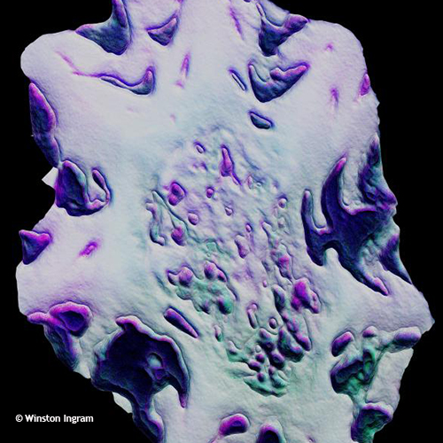 Seashells | Microbus Microscope Educational Website