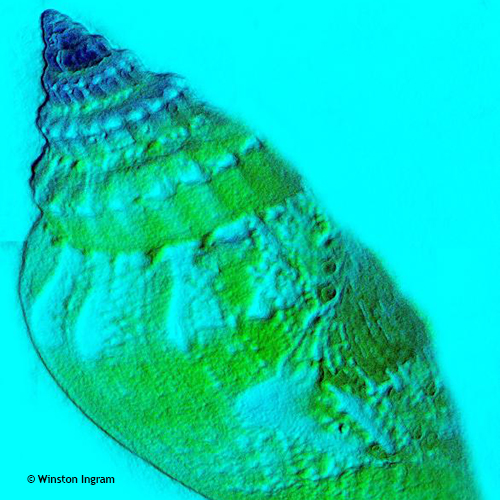 Seashells | Microbus Microscope Educational Website