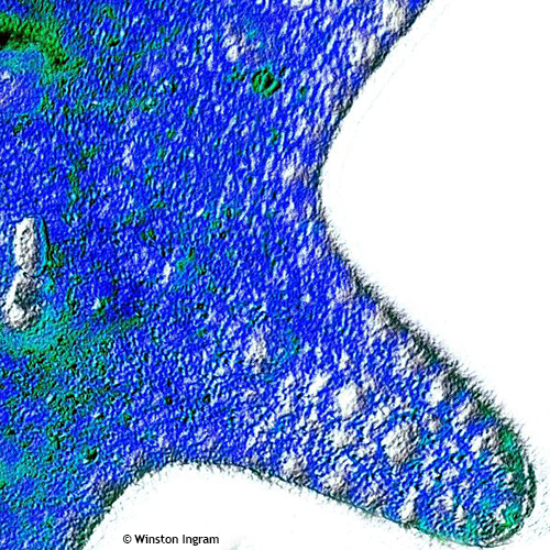 Seashells | Microbus Microscope Educational Website