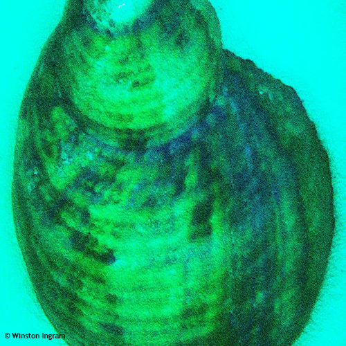 Seashells | Microbus Microscope Educational Website