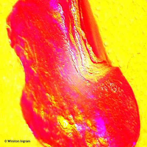 Seashells | Microbus Microscope Educational Website