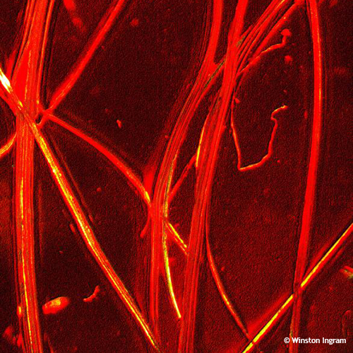 Materials / Leather | Microbus Microscope Educational Website