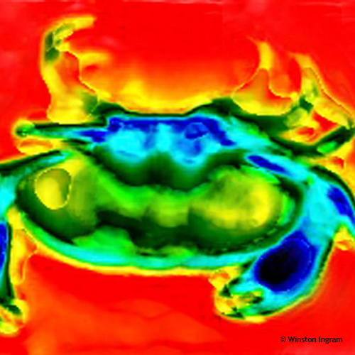 Shellfish | Microbus Microscope Educational Website