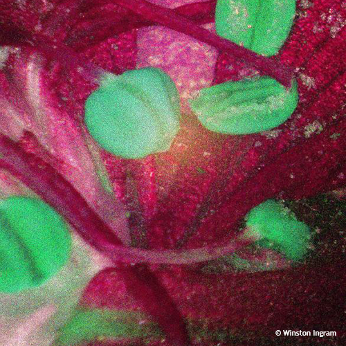 Dried Flowers | Microbus Microscope Educational Website