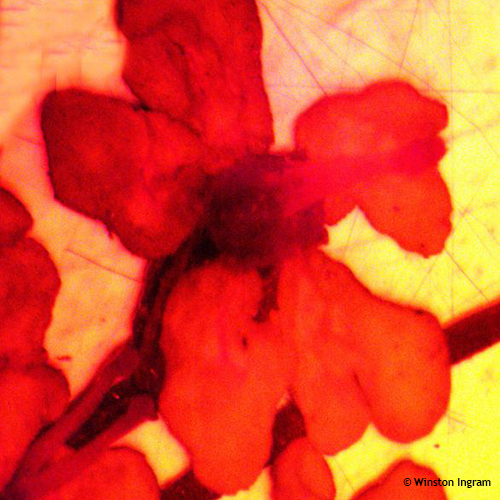 Dried Flowers | Microbus Microscope Educational Website
