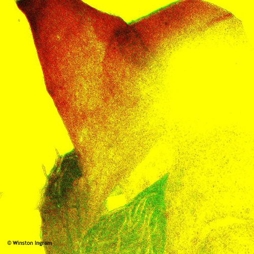 Dried Flowers | Microbus Microscope Educational Website