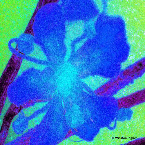 Dried Flowers | Microbus Microscope Educational Website