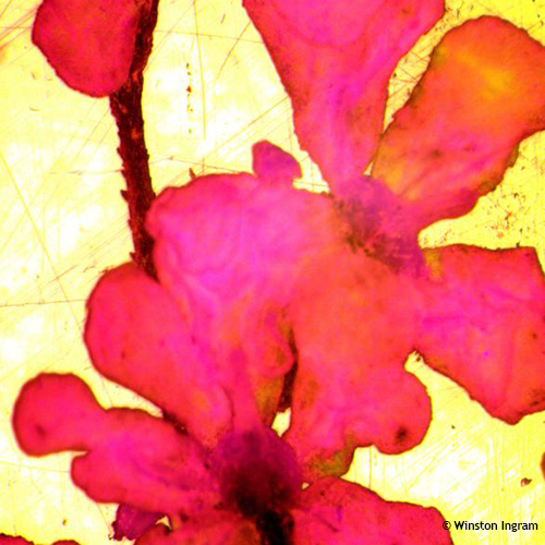 Dried Flowers | Microbus Microscope Educational Website