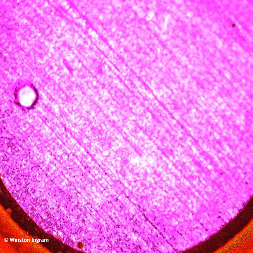 Mobile Phone | Microbus Microscope Educational Website