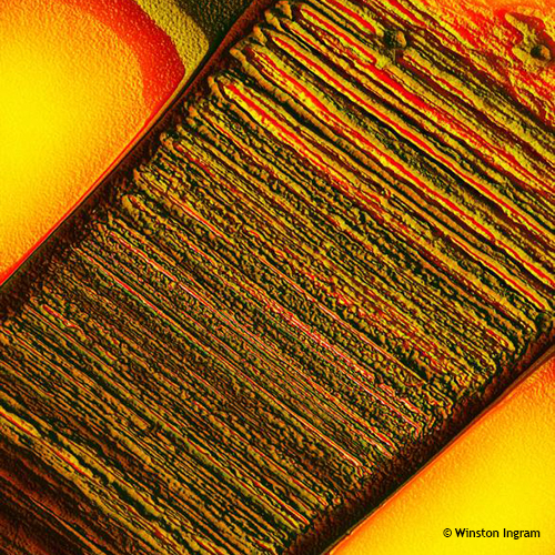 Mobile Phone | Microbus Microscope Educational Website