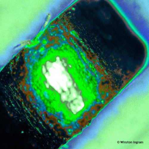 Mobile Phone | Microbus Microscope Educational Website