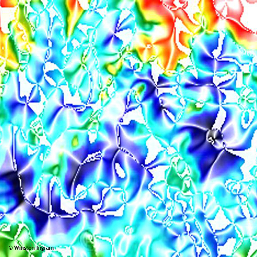 Thermal Image Flowers | Microbus Microscope Educational Website