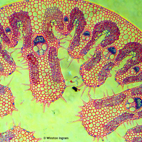 Botany | Microbus Microscope Educational Website