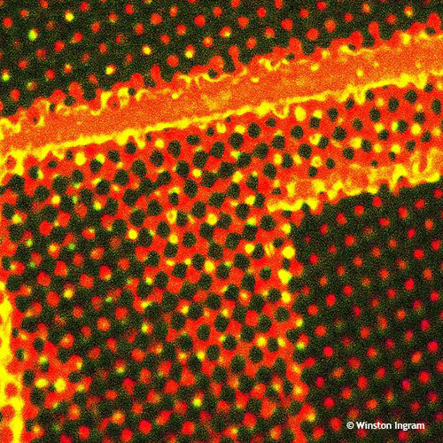 Paper & Ink | Microbus Microscope Educational Website