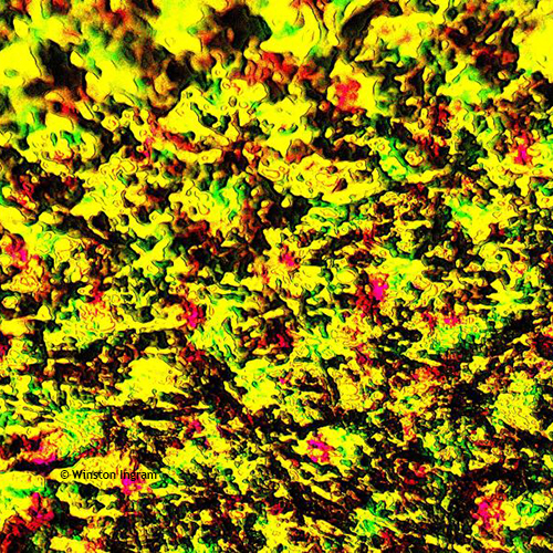 Paper & Ink | Microbus Microscope Educational Website