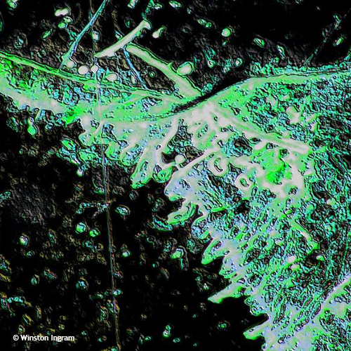 Algae | Microbus Microscope Educational Website