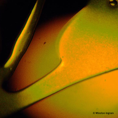 Glue | Microbus Microscope Educational Website