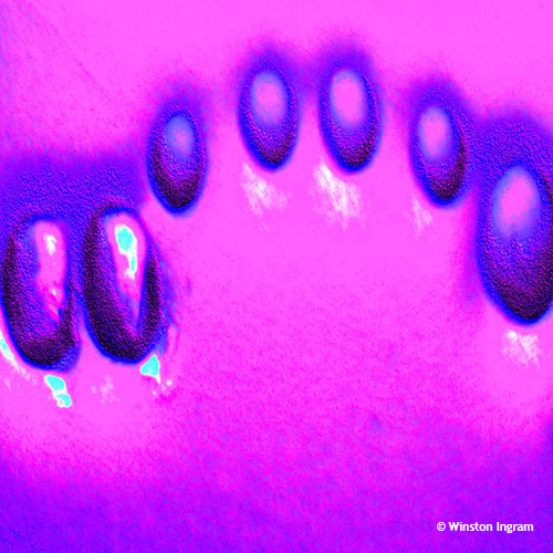 Glue | Microbus Microscope Educational Website